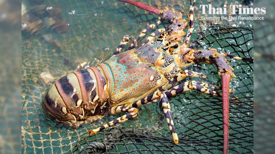 Phuket's Distinctive 7-Color Lobster Nears Geographical Indication (GI ...