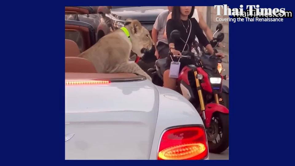 In Pattaya, Thailand, a lion cub was seen riding in a convertible ...