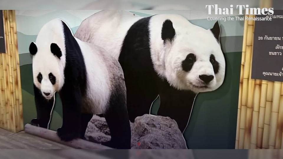 Chiang Mai Prepares to Welcome New Pandas as PM Discusses 'Panda ...