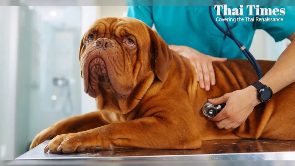 Chula Vets Achieve Groundbreaking Mitral Valve Surgery in Dogs - Thai Times