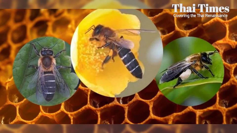 First Discovery of Himalayan Giant Honey Bee in Chiang Mai National ...