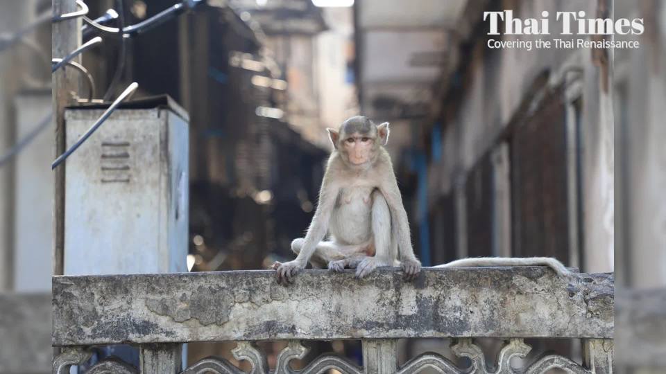 Lopburi Begins Macaque Capture Operation - Thai Times
