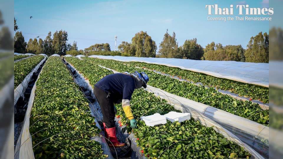 Thailand to Send 1,200 Workers to Israel - Thai Times