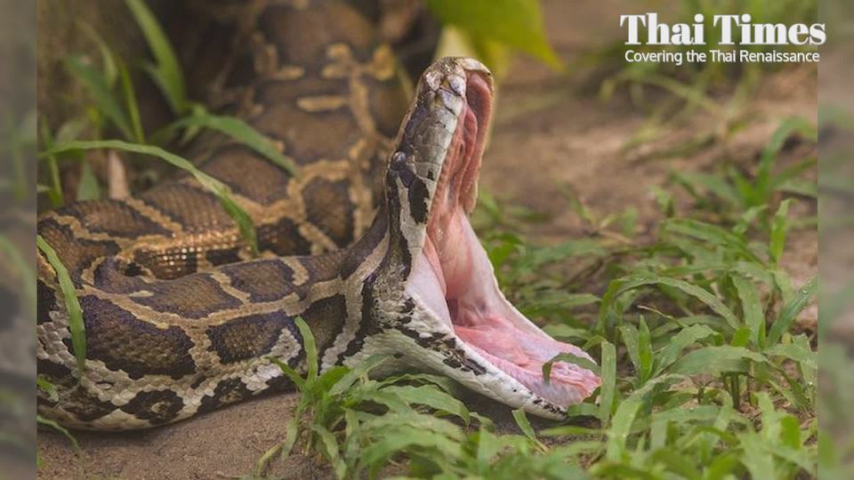 Indonesian Woman Swallowed By Python Near Her Home - Thai Times