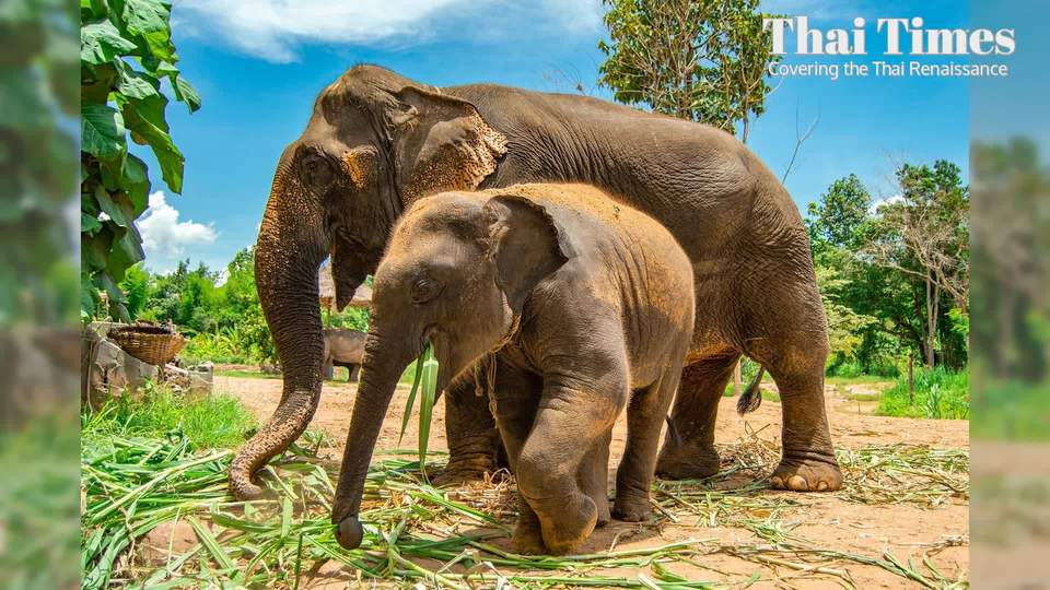 New Behaviour Modification Training for Thai Wild Elephants - Thai Times