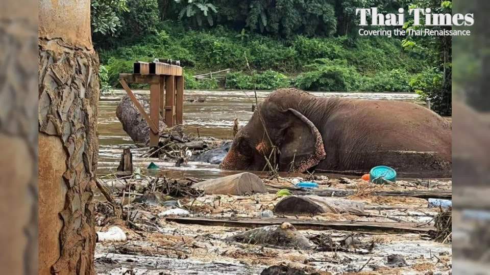 Devastating Flooding at Elephant Nature Park Kills Two Elephants - Thai ...