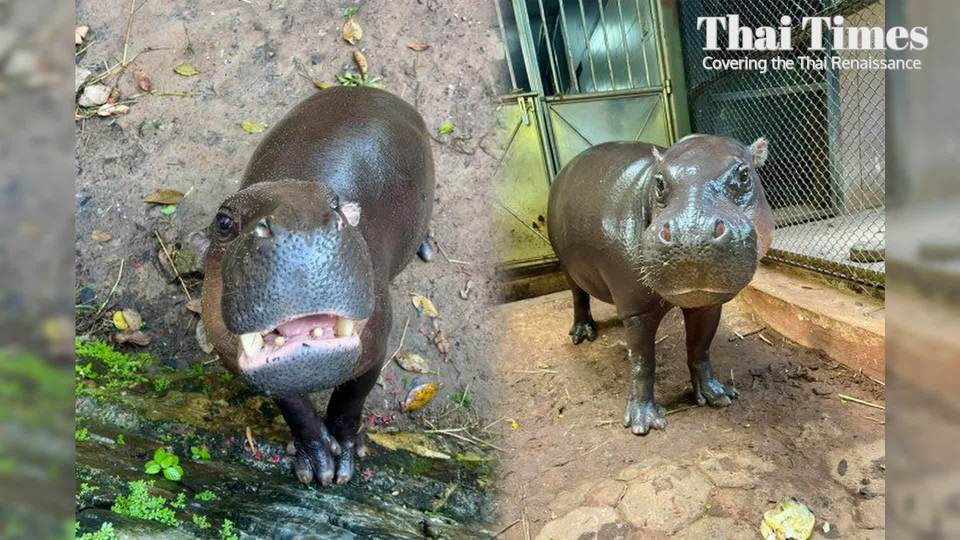 Thai Zoos Aim to Boost Pygmy Hippo Population - Thai Times