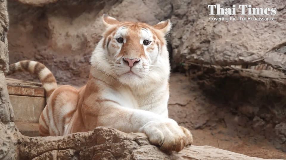 Chiang Mai Night Safari Temporarily Withdraws Star Tiger Eva from ...