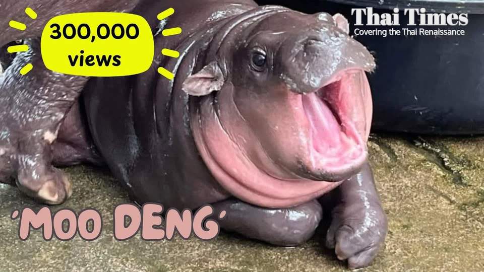 Moo Deng: Viral Baby Hippo Charms Tourists, Spurs Conservation at Thai ...