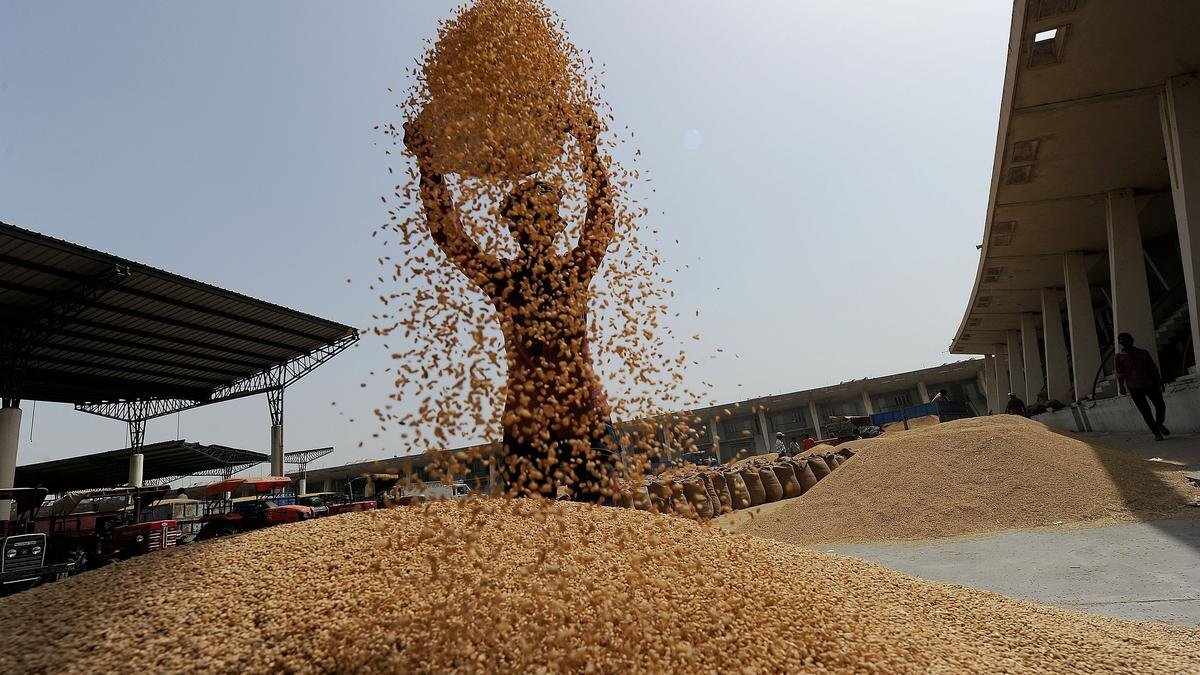 Global Rice Production Forecast for 2024/25 Raised to Record High ...