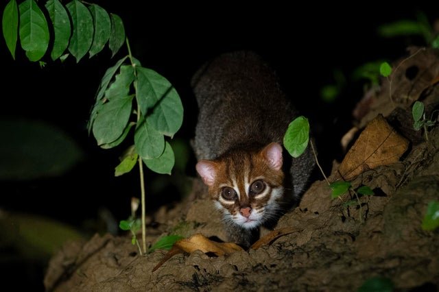 Endangered Flat-Headed Wild Cat Rediscovered in Thailand After Nearly ...